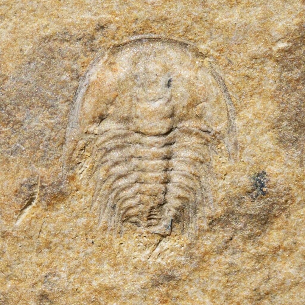 Gliederfüßer sonstige Archive - fossils worldwide