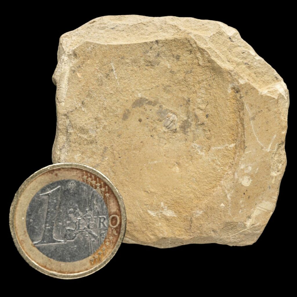 Dolerolenus (Malungia) laevigata - fossils worldwide