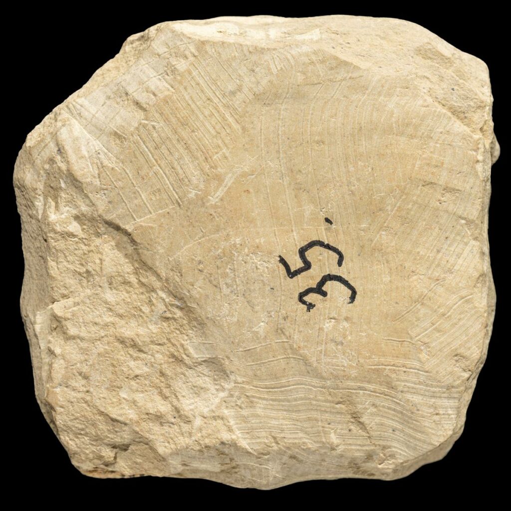 Dolerolenus (Malungia) laevigata - fossils worldwide