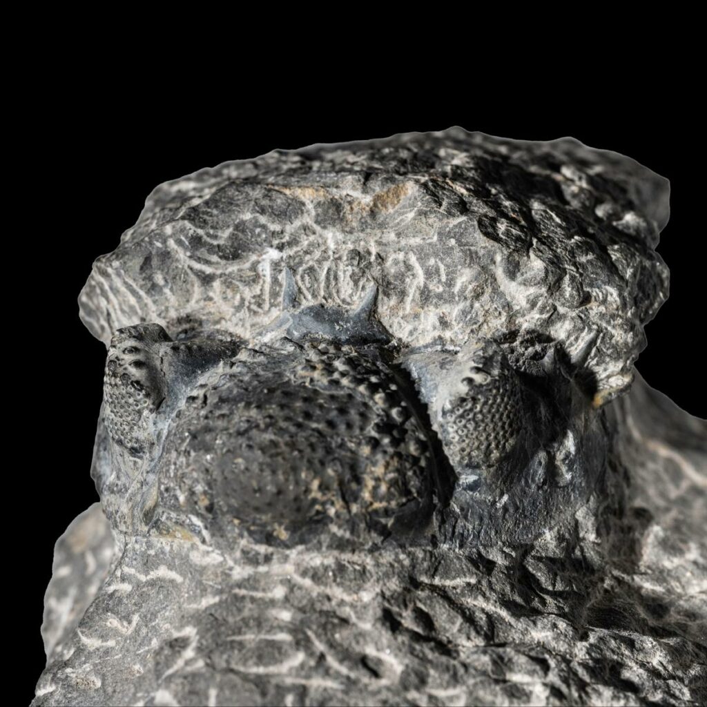 Drotops armatus - unpräpariert - fossils worldwide