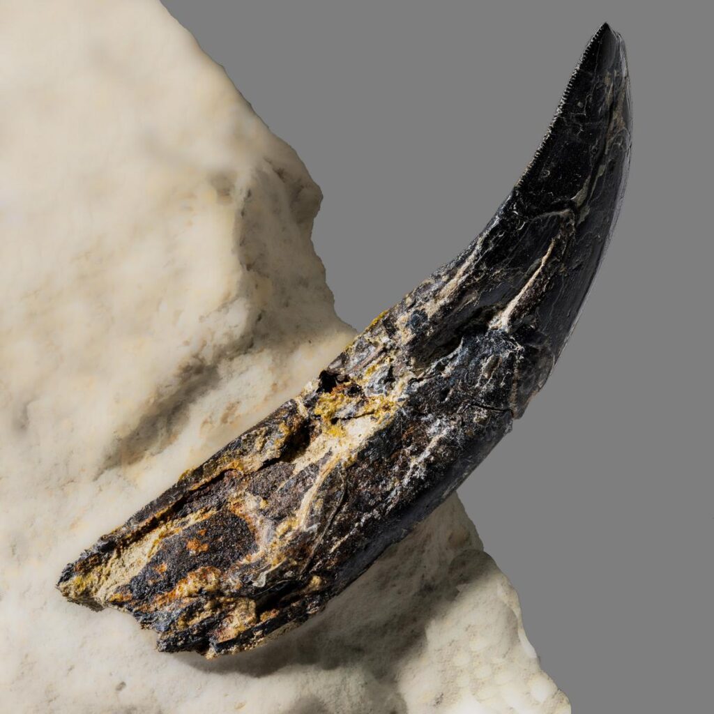 Allosaurus fragilis - fossils worldwide