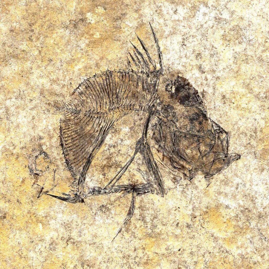 Zeus faber - fossils worldwide