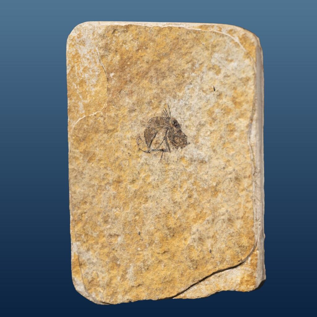 Zeus faber - fossils worldwide