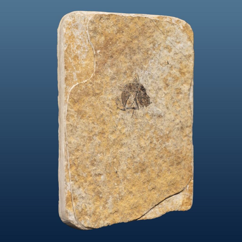 Zeus faber - fossils worldwide